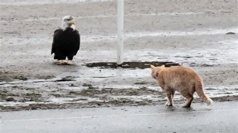Eagle Versus Cat Standoff In Vancouver Park Captured In Photos Video