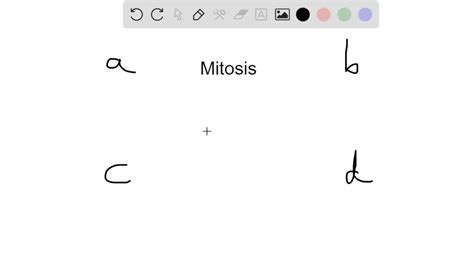 SOLVED How Is The Cell Cycle Mitosis Similar To Binary Fission Numerade