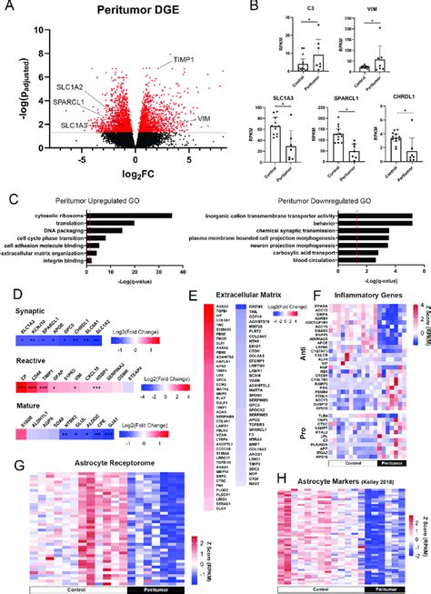 Transcriptomic Signature Of Human Astrocytes In The Peritumor Download Scientific Diagram