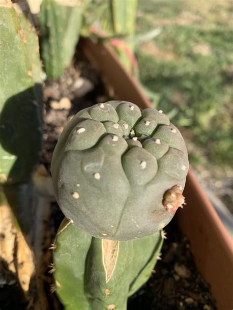 Soaking Up Some Sun Rpeyote