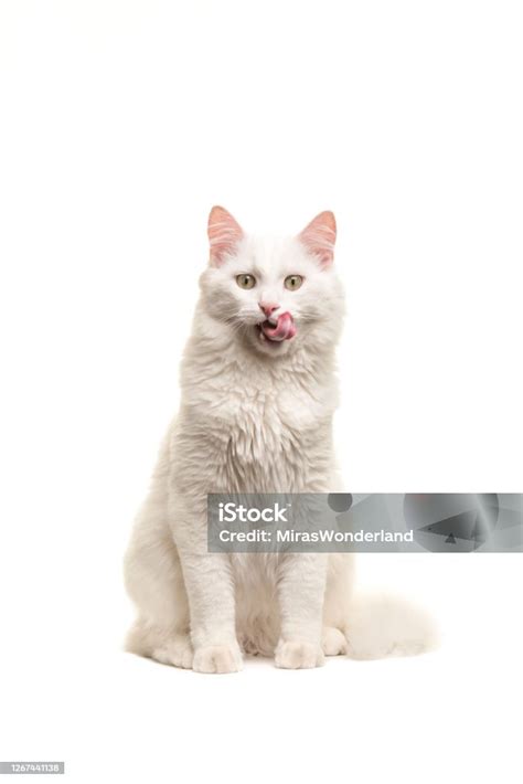 흰색 터키어 앙고라 고양이 앉아 핥아 그 입술 고립 에 A 흰색 배경 애완고양이에 대한 스톡 사진 및 기타 이미지 애완고양이
