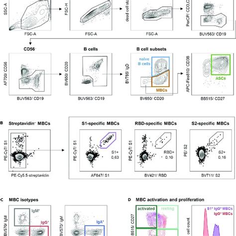 Gating Strategy For Identification Of B Cell Subsets And Download