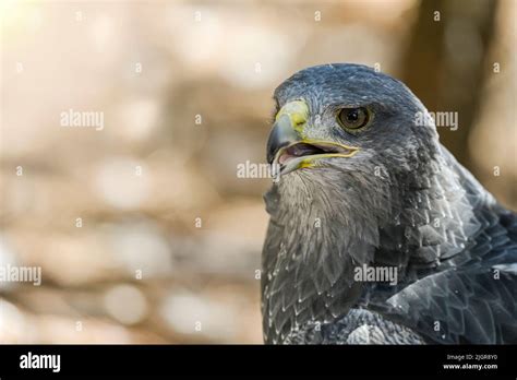 Geranoaetus Melanoleucus Or Shielded Eagle Is A Species Of