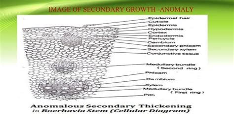 Anomalous Secondary Growth In Plants With Special Reference To Bignonia