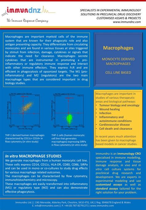 Macrophages Are Known For Their Phagocytic And Antigen Presenting