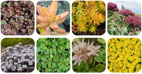 Purple Sedum Ground Cover