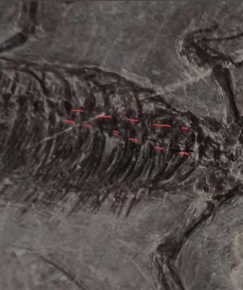 Two Headed Hyphalosaurus Is It Real How To Recognize Fossil