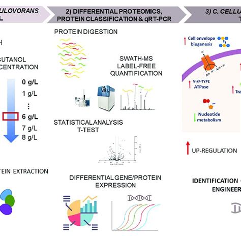 Schematic Overview Of The Proteomic Workflow Used To Study C Download Scientific Diagram