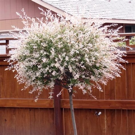 Should I Prune My Dappled Willow In The Fall Laidback Gardener