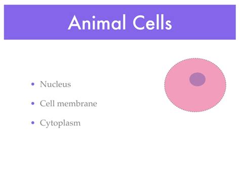 Cells Ppt