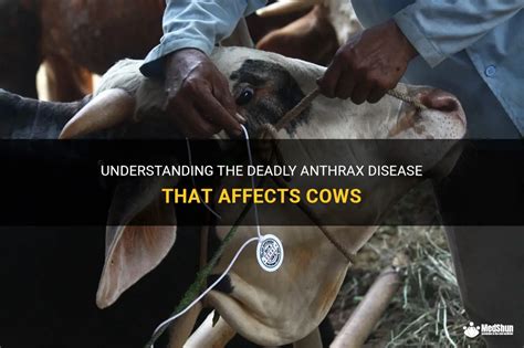Understanding The Deadly Anthrax Disease That Affects Cows Medshun