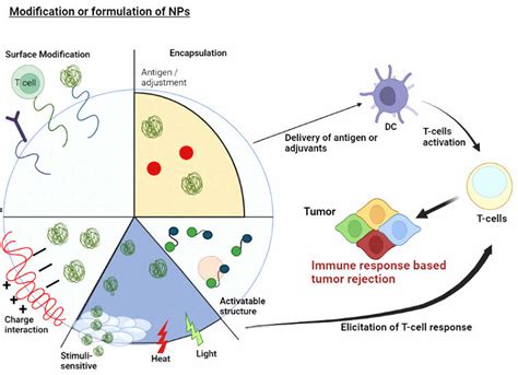Modifications And Formulations Of NPs Download Scientific Diagram