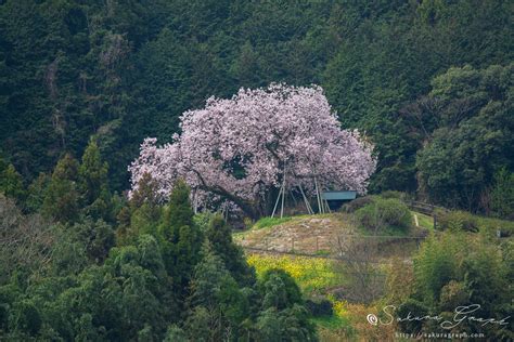 納戸料の百年桜 Sakuragraph