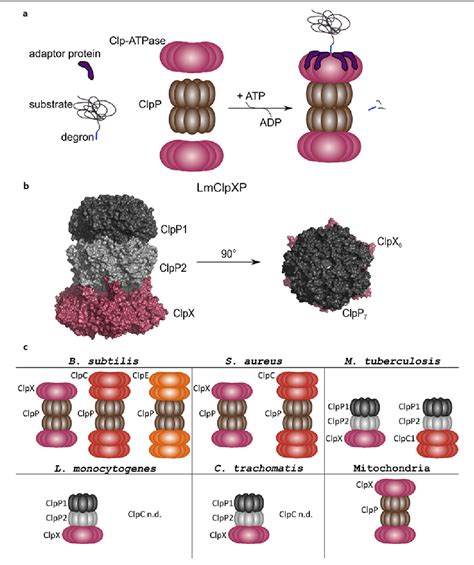 Figure 1 From Contribution Of The Clp Protease To Bacterial Survival And Mitochondrial