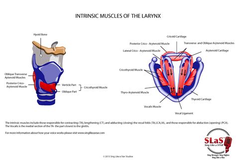 Transverse Arytenoid