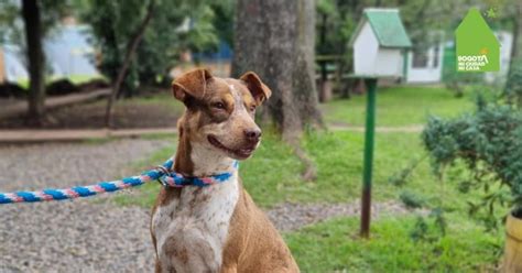 Esta Es La Nueva Línea Para Reportar Casos Y Hechos De Maltrato Animal