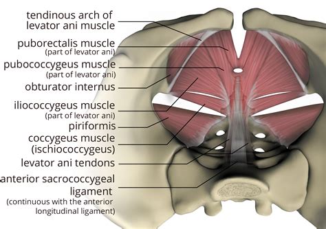 Imaging Coccygeal Trauma And Coccydyniaradiographics