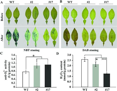 Analysis Of ROS Levels In Transgenic Lines 2 And 17 And WT A And