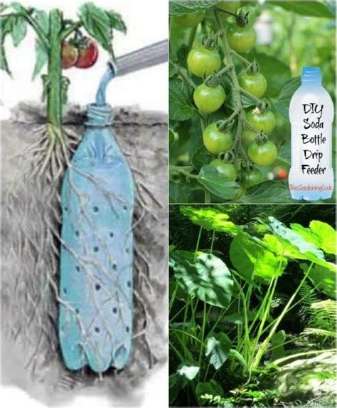 Полезные советы для садоводов | Vegetable garden design, Bottle garden ...