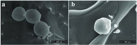 Scanning Electron Microscope Sem Image A Left Panel Shows Download Scientific Diagram