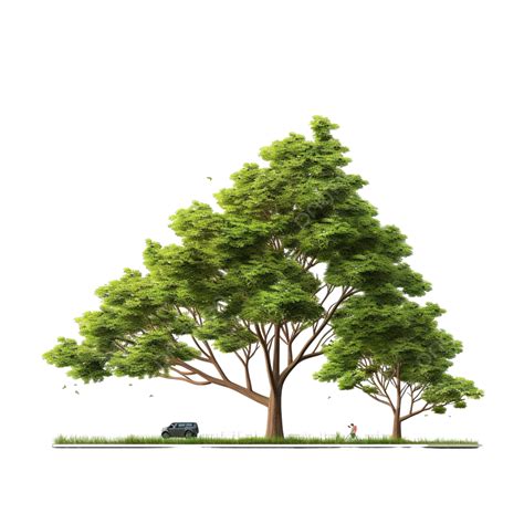 3d 렌더링 나무 성장 다이어그램 격리 Png 파일 재원 꽃 꽃무늬 Png 일러스트 및 이미지 에 대한 무료 다운로드