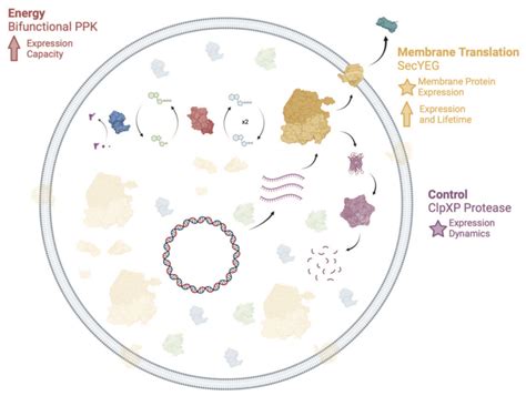 Developer Cell A Modular Extensible Chassis For Building Synthetic