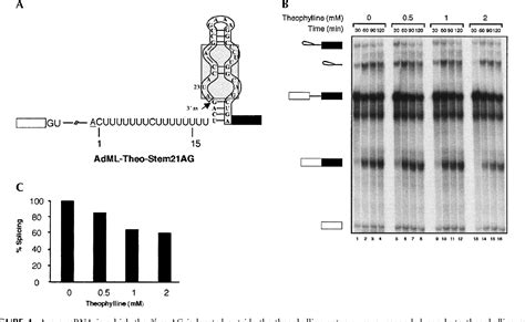 Figure 4 From An Artificial Riboswitch For Controlling Pre Mrna