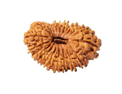 Nexg Natural 19 Mukhi Rudraksha Original Certified Nepal Unnis Mukhi