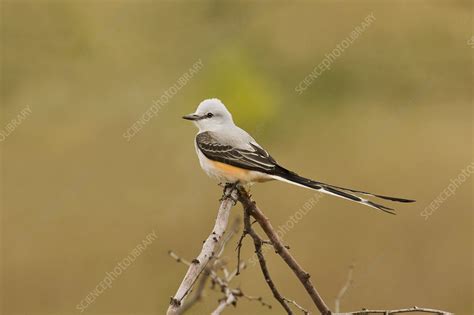 Scissor Tailed Flycatcher Stock Image C006 4976 Science Photo Library