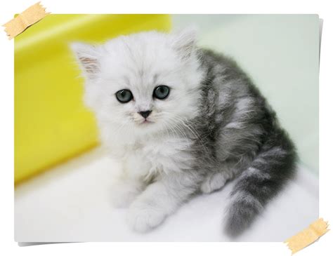 집에서 키우기 좋은 애완 고양이 종류 Best 10 네이버 블로그