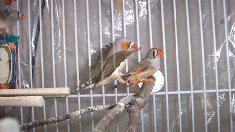 Zebra Finch Breeding And Songs