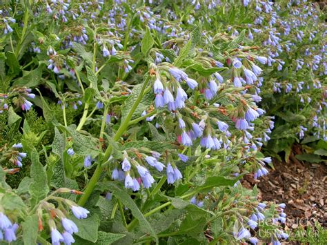 Symphytum Azureum Kostival Azurový Lukáš Hrdinka Autoři Ibotkycz
