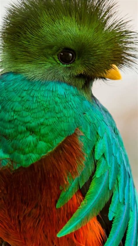 Quetzal Wallpapers Top Free Quetzal Backgrounds Wallpaperaccess
