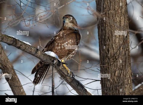 A Juvenile Red Tailed Hawk Preys Upon An Unsuspecting Squirrel In The