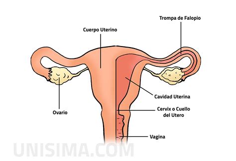 Saco Gestacional Unisima