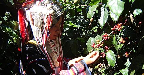 커피가 멸종된다지구온난화로 커피 생산량 감소 위기