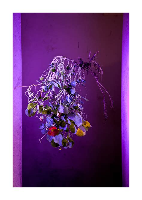 Naked Plants Book On Behance