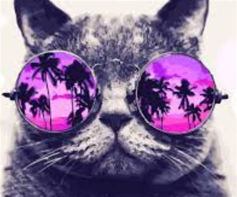 Create Meme Cat With Black Glasses Pictures Meme Arsenal
