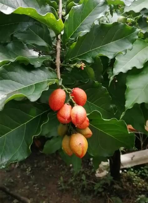 ครูคณิตติดเกษตร 💢 ต้นพีนัทบัตเตอร์ หรือ ต้นเนยถั่ว💢