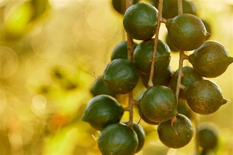 So You Want To Grow Your Own Macadamia Tree Here Are 6 Things You Should Consider Australian