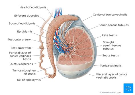 Testicular Anatomy Structur Testis Diagram Showing Network Semineferous