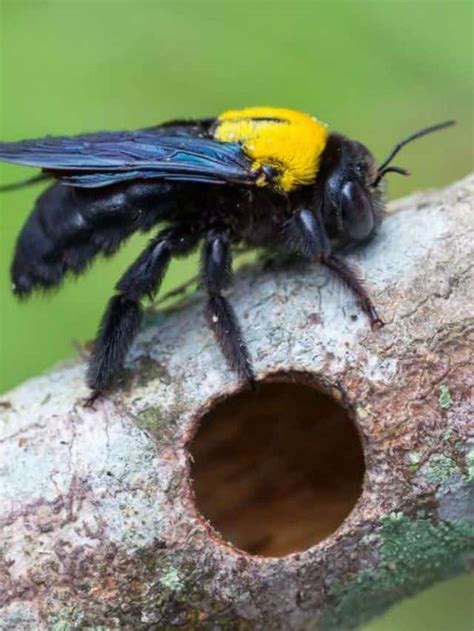 Carpenter Bee What Are They And How To Get Rid Of Them Planet Natural