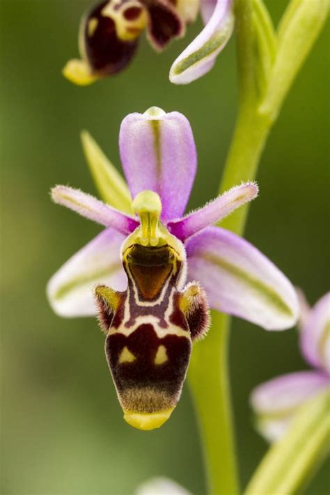 The Flower That Tricks Insects Into Having Sex With It Sex And Psychology