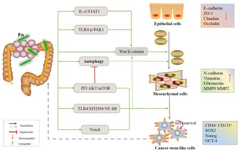 The Role Of Fusobacterium Nucleatum In Colorectal Cancer Cell
