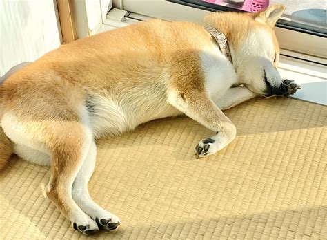 犬の寝る姿勢で気持ちや体調が分かるって本当？注意が必要な寝方と対処法 グッドカミング