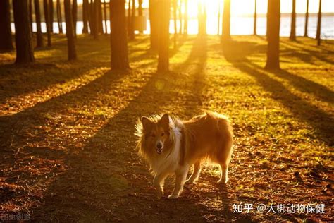 狗狗常见的乳腺疾病有哪些症状如何治疗是关键 知乎