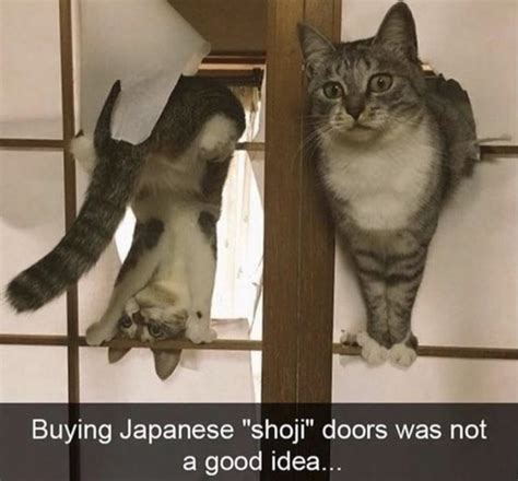 6009 Best Cat 6 Images On Pholder 196 Cats And Cableporn