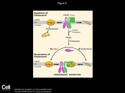 Protein Sensors For Membrane Sterols Ppt Download