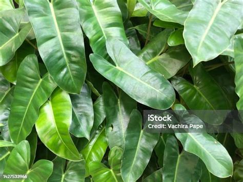Philodendron 식물 녹색 잎 열대 식물 배경 질감 벽지 배경 배너 식물학에 대한 스톡 사진 및 기타 이미지 식물학