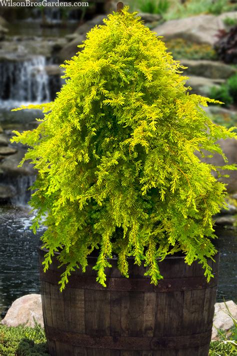 Buy All Gold Golden Pacific Juniper Staked Cascading Topiary Free